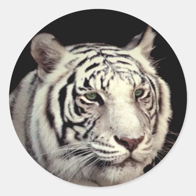 White Bengal Tiger Classic Round Sticker | Zazzle