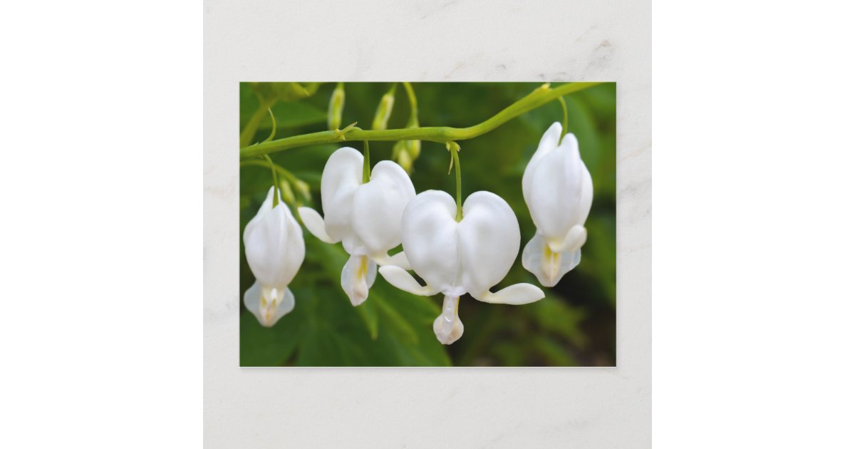 White Bleeding Heart Flower Postcard | Zazzle