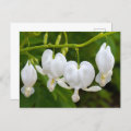 White Bleeding Heart Flower Postcard | Zazzle