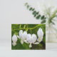 White Bleeding Heart Flower Postcard | Zazzle