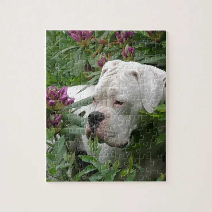 White Boxer in Pink Rhodies Jigsaw Puzzle | Zazzle