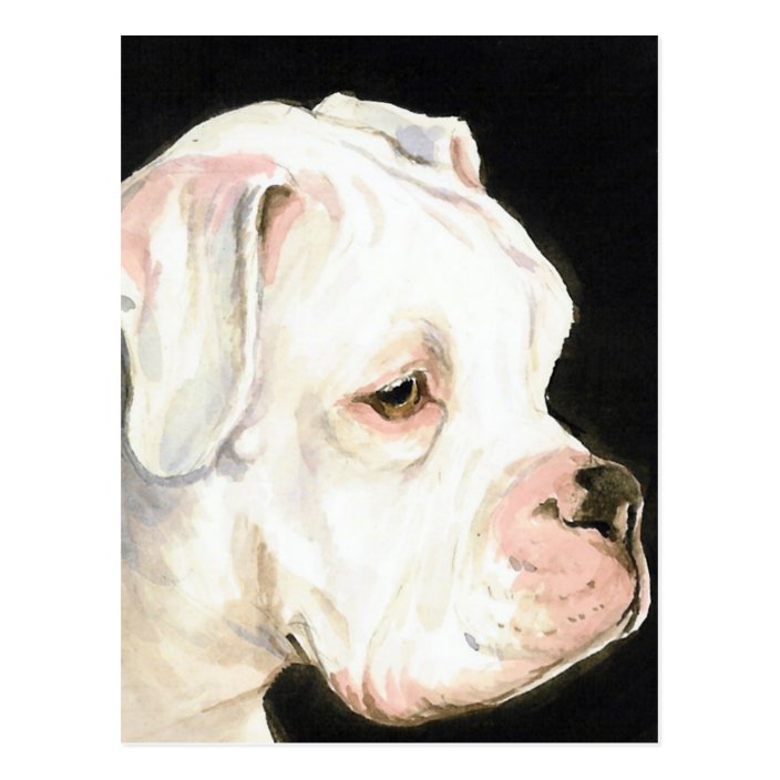 White Boxer Original Dog Art Postcard | Zazzle.com