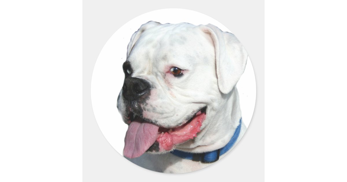 White Boxer stickers | Zazzle