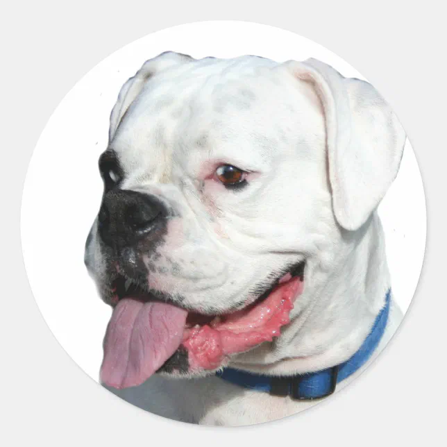 White Boxer stickers | Zazzle