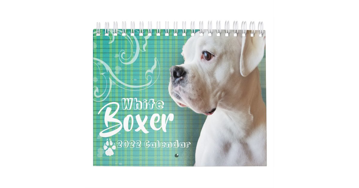 White Boxer Wall Calendar | Zazzle