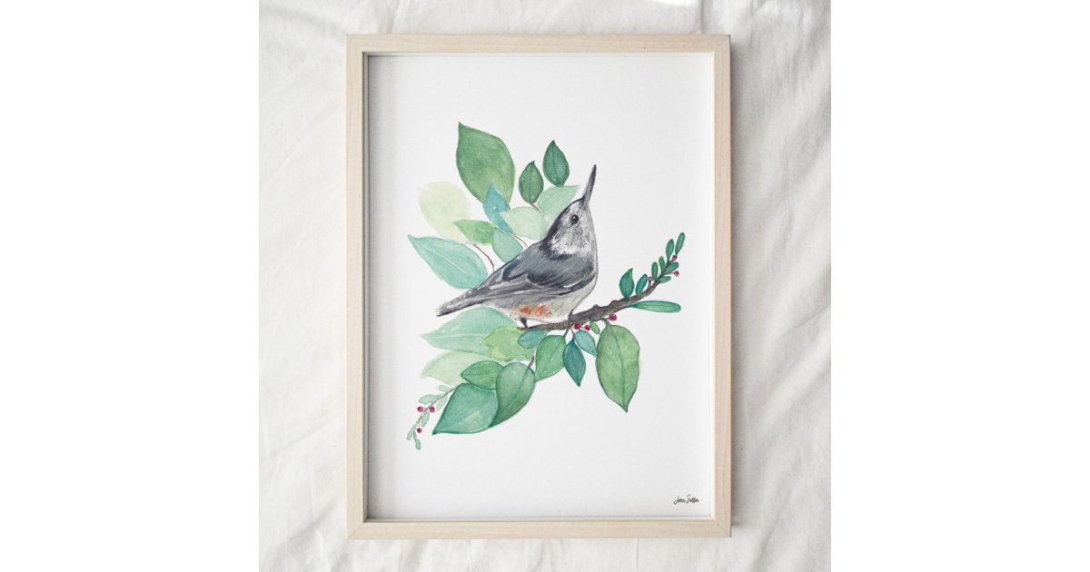 White Breasted Nuthatch Bird Art Print | Zazzle