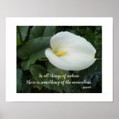 White Calla Lily Aristotle Nature Quote Poster | Zazzle