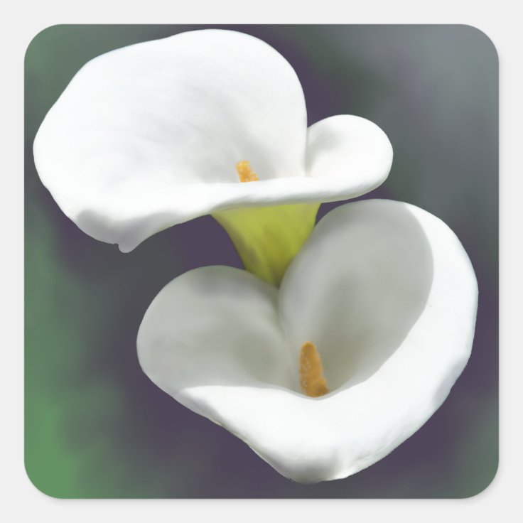 White Calla Lily Flowers Square Sticker | Zazzle
