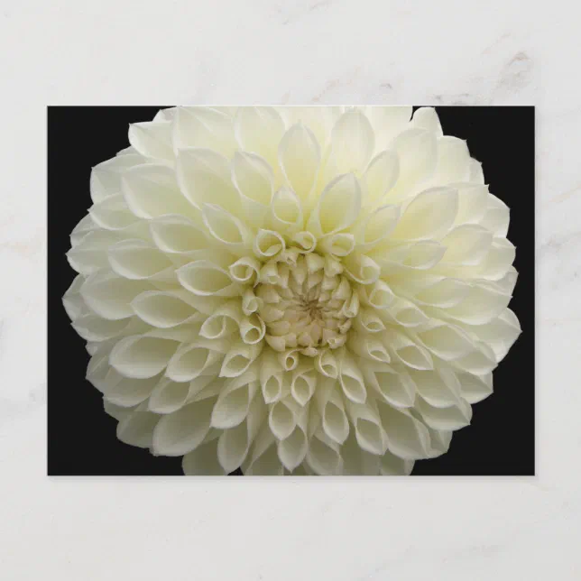 White Carnation Postcard | Zazzle
