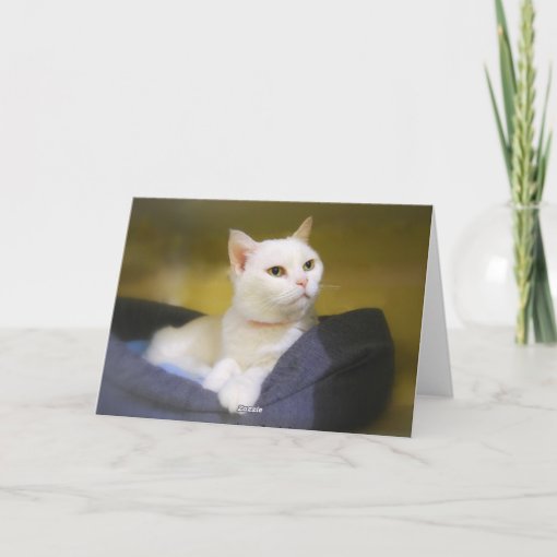 White Cat Birthday Humor Card | Zazzle
