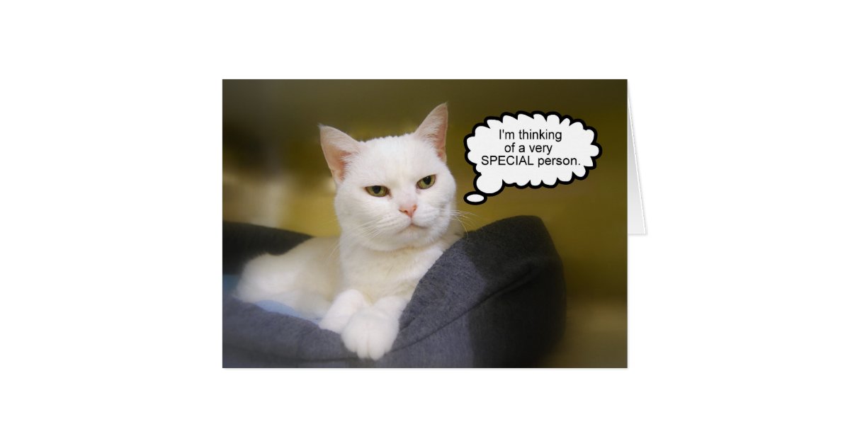White Cat Birthday Humor Card | Zazzle