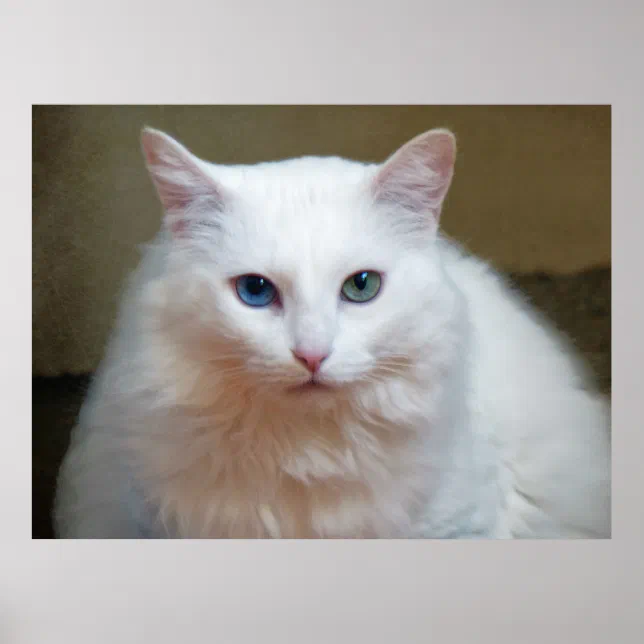 White Cat Poster | Zazzle