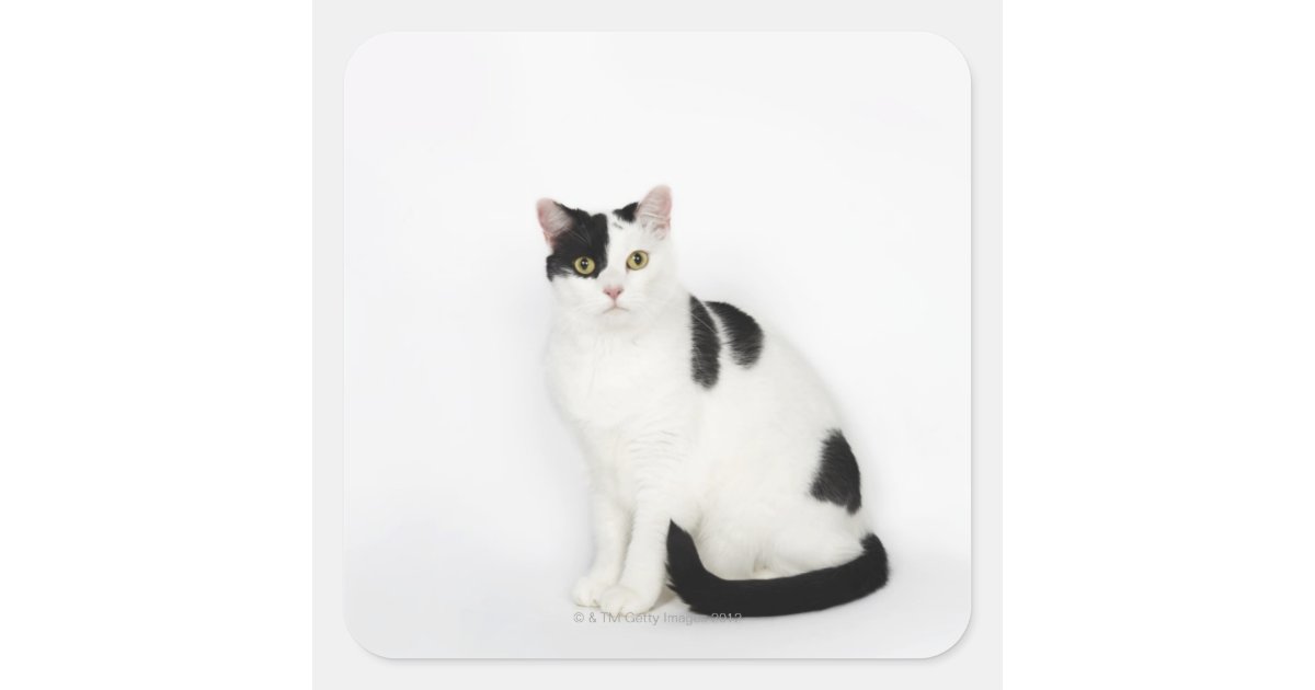 White cat with black spots square sticker | Zazzle