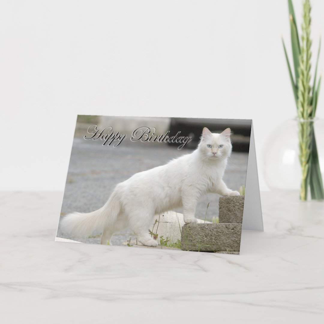 White cat with Happy Birthday Card | Zazzle