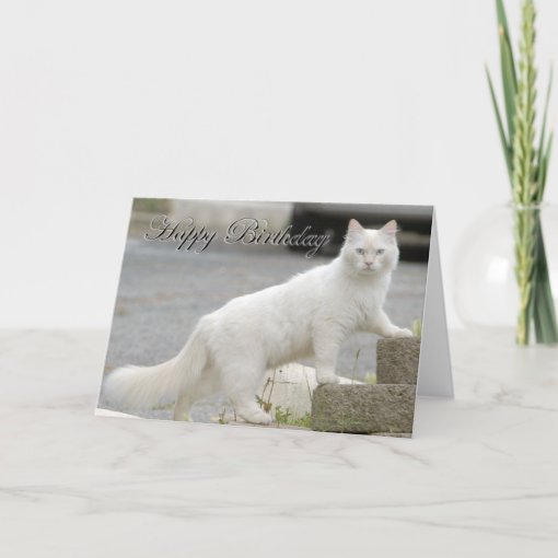 White cat with Happy Birthday Card | Zazzle