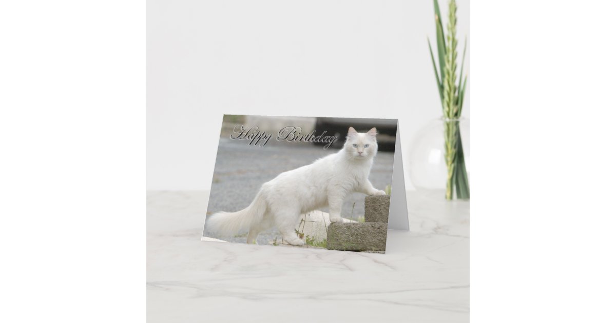 White cat with Happy Birthday Card | Zazzle