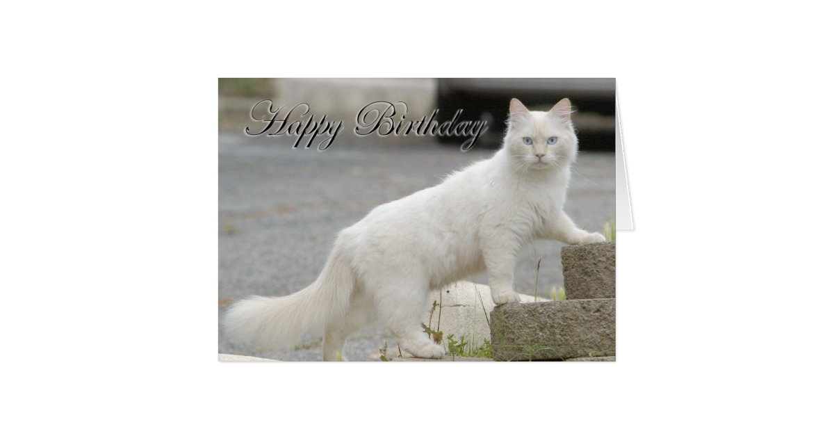 White cat with Happy Birthday Card | Zazzle.com