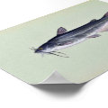 White catfish poster | Zazzle