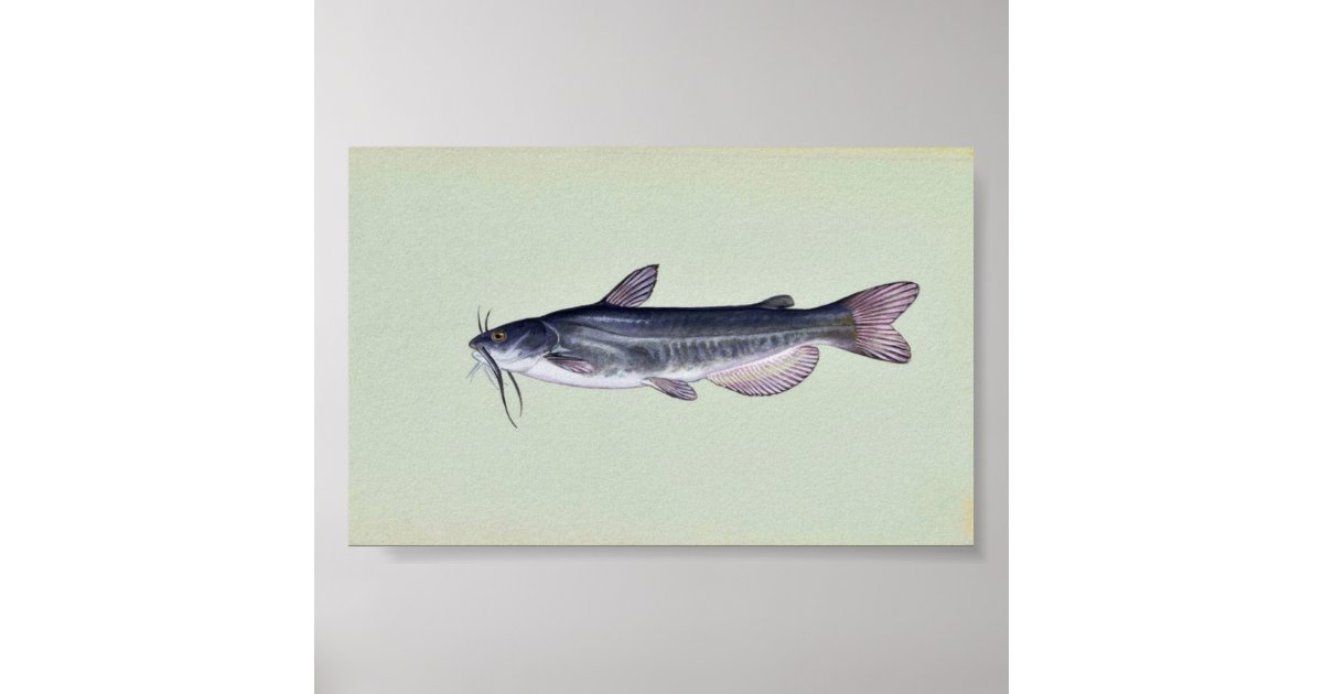 White catfish poster | Zazzle