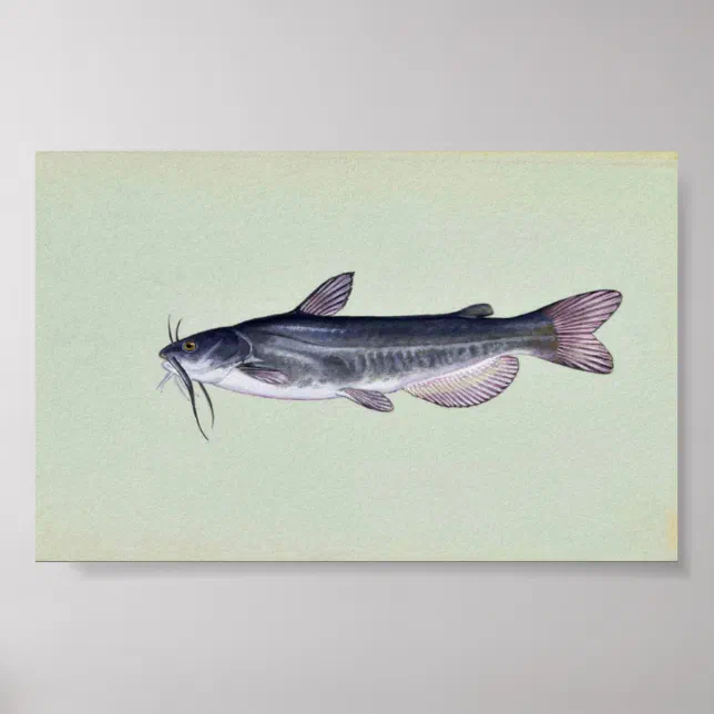 White catfish poster | Zazzle