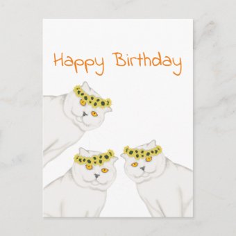 White cats Happy Birthday Postcard | Zazzle