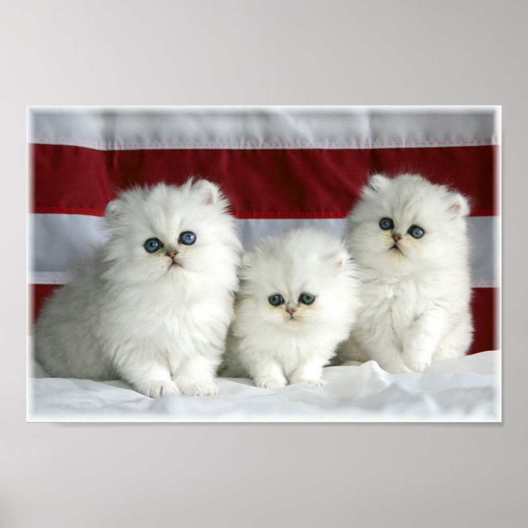White Cats Poster | Zazzle