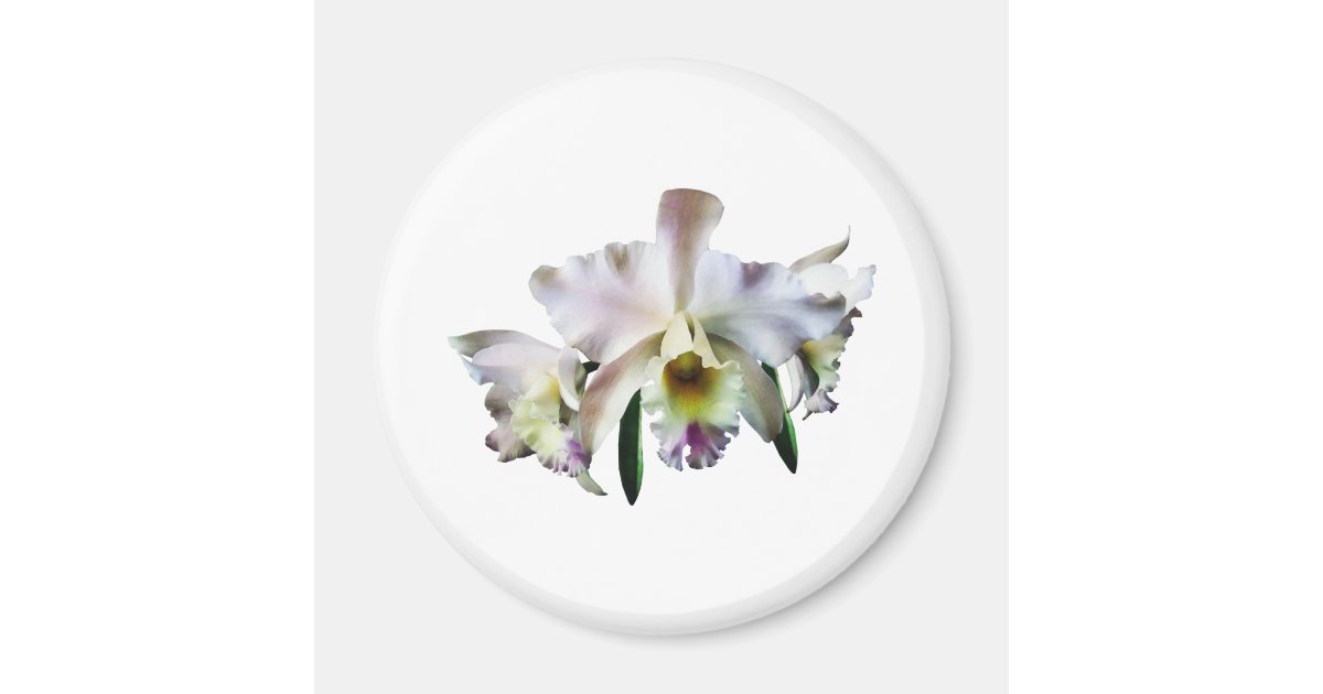 White Cattleya Orchids Magnet | Zazzle