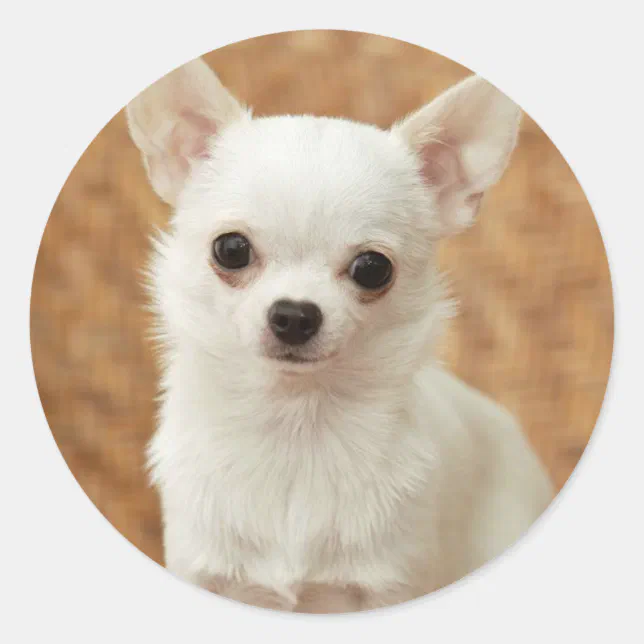White Chihuahua Classic Round Sticker | Zazzle