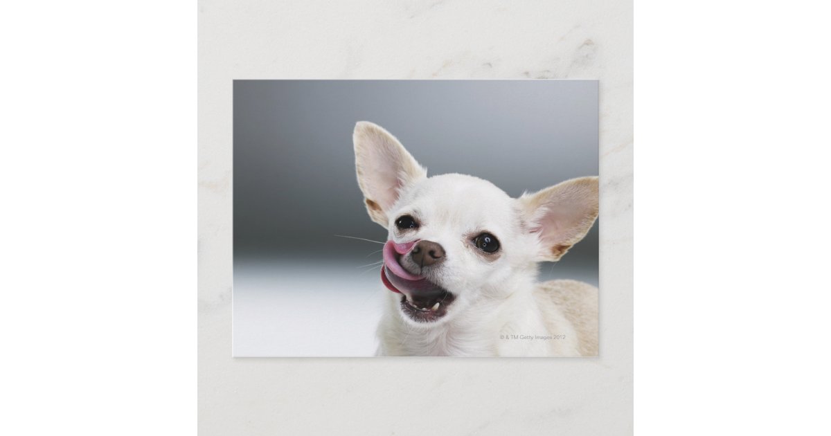 White Chihuahua licking lips Postcard | Zazzle