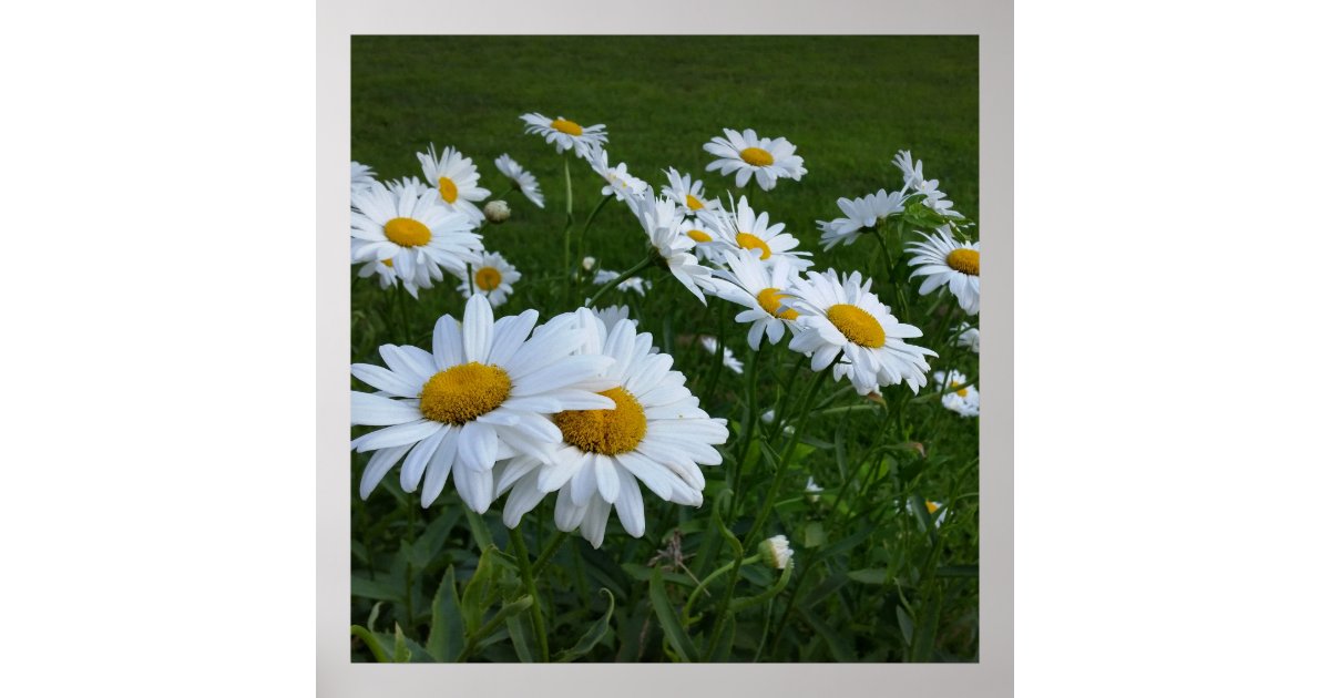 white daisies poster | Zazzle