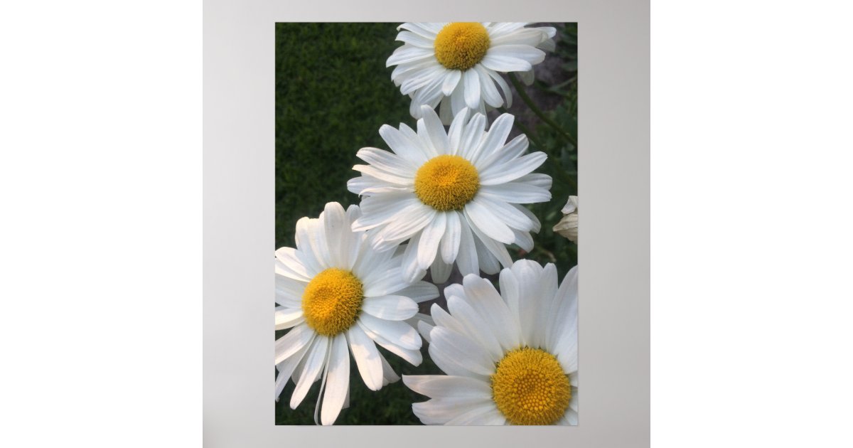 White Daisies Poster | Zazzle.com
