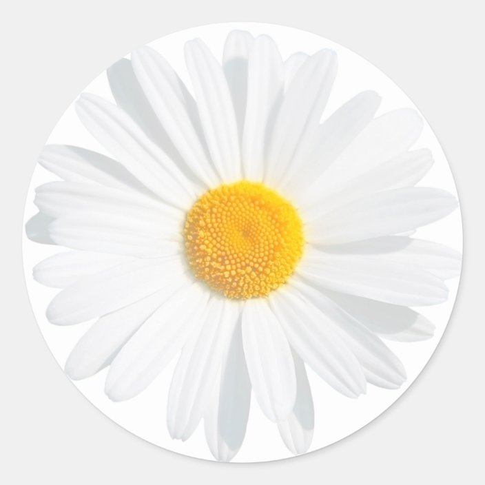 white daisy classic round sticker | Zazzle