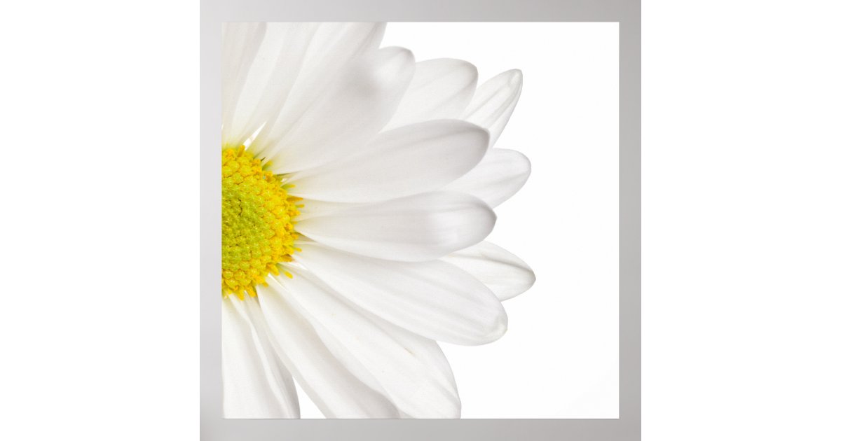 White Daisy Flower Background Customized Daisies Poster | Zazzle