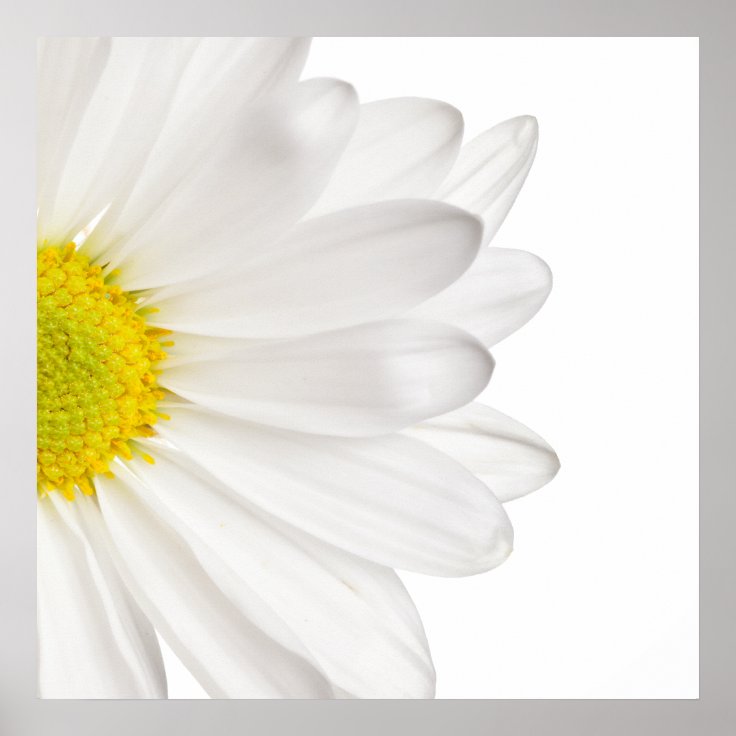 White Daisy Flower Background Customized Daisies Poster | Zazzle