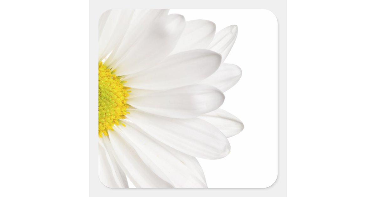 White Daisy Flower Background Customized Daisies Square Sticker | Zazzle