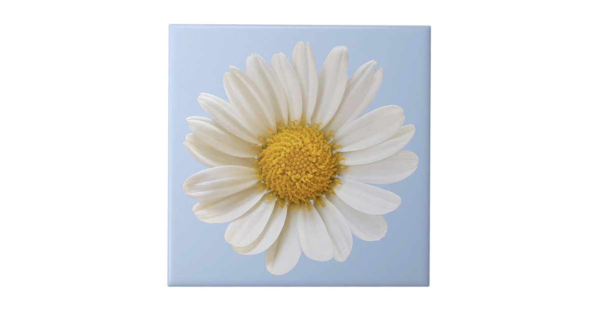 White Daisy Flower on Light Blue Background Ceramic Tile | Zazzle