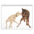 White Doberman Calendar | Zazzle