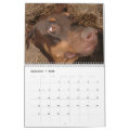 White Doberman Calendar | Zazzle