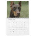 White Doberman Calendar | Zazzle