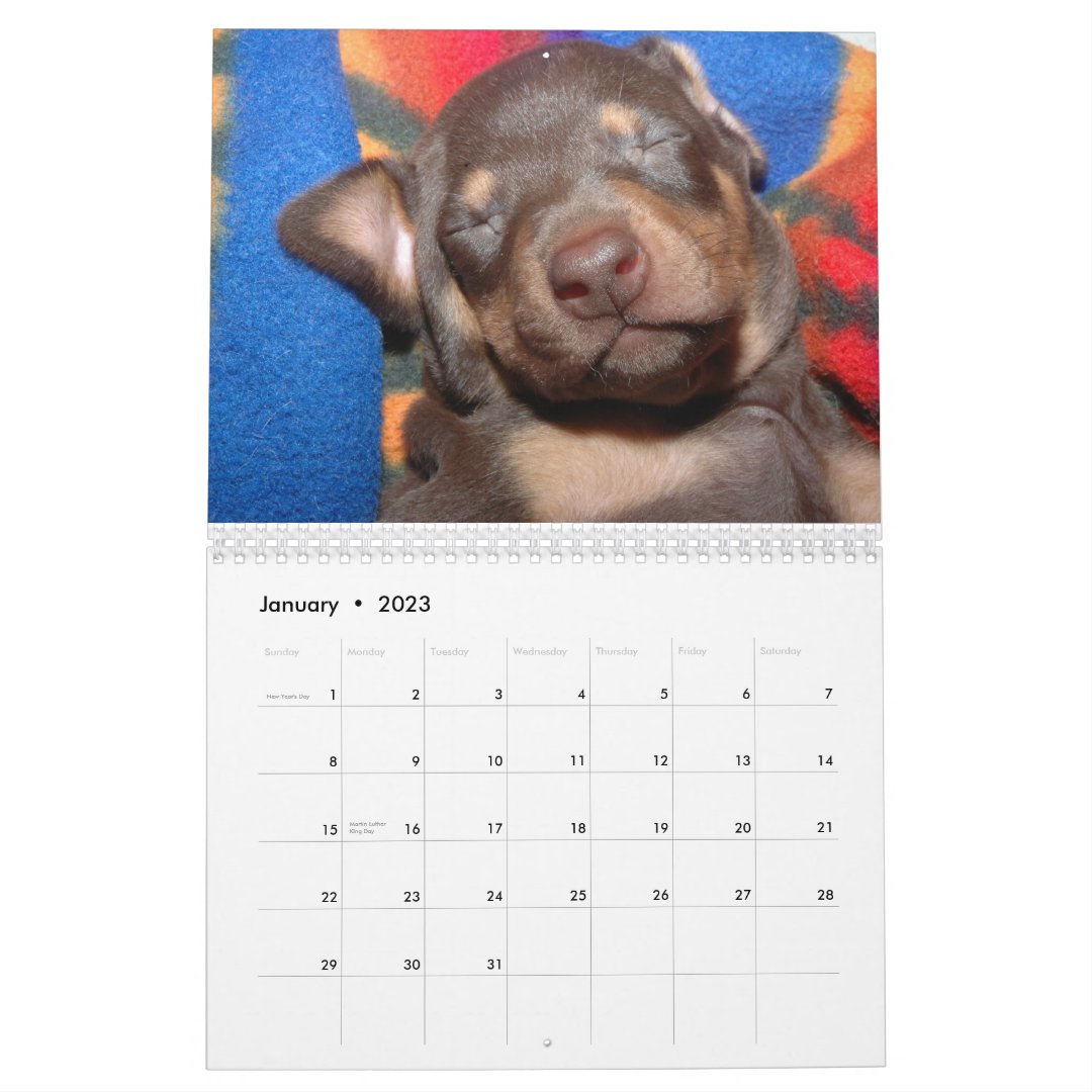 White Doberman Calendar | Zazzle