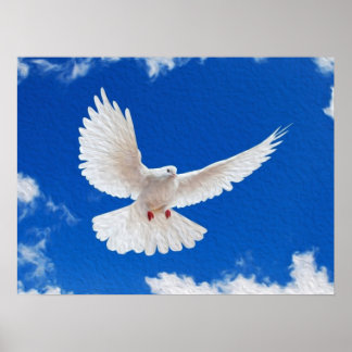 White Dove Posters | Zazzle