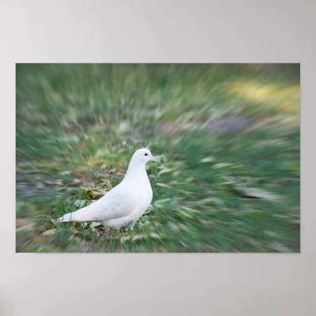 White Dove Poster | Zazzle