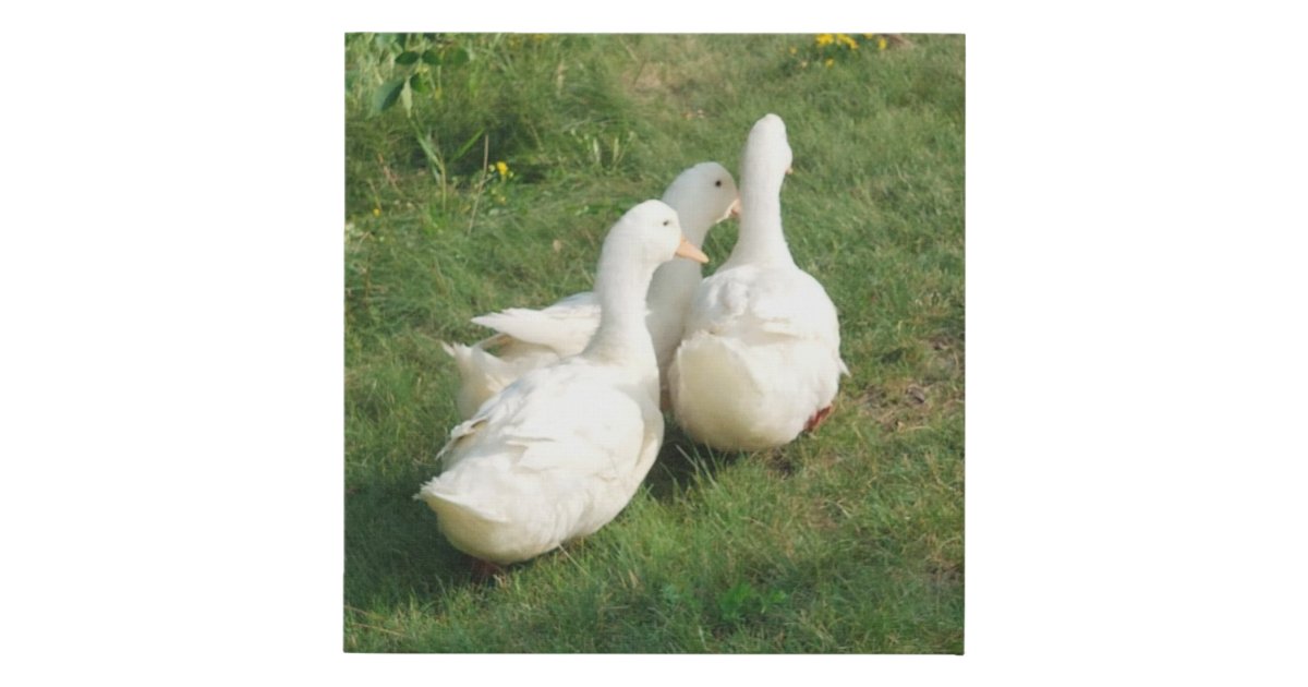 White Ducks Faux Wrapped Canvas Print | Zazzle