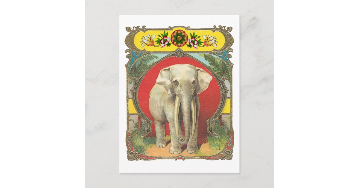 White Elephant Postcard | Zazzle