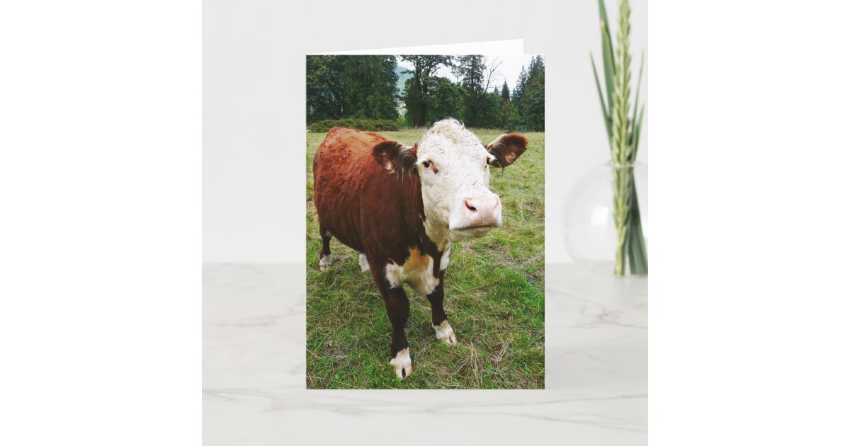 White Faced Beef Cow Card | Zazzle