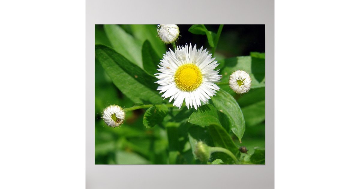 White Flower Weed Poster | Zazzle