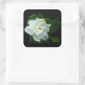 White Gardenia Flower Plant Square Sticker | Zazzle