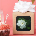 White Gardenia Flower Plant Square Sticker | Zazzle