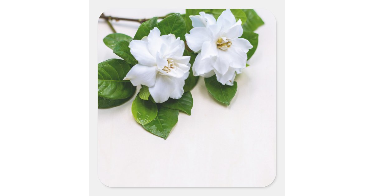 White Gardenia Flowers Square Sticker | Zazzle