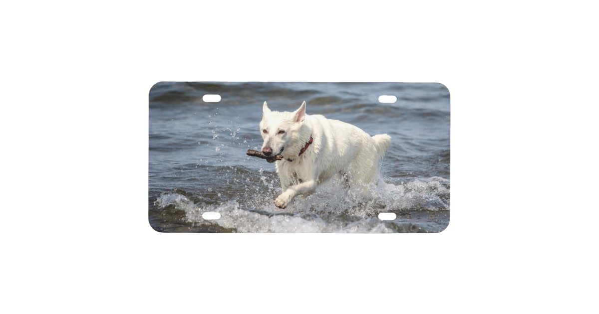 White German Shepard on Lake George License Plate | Zazzle